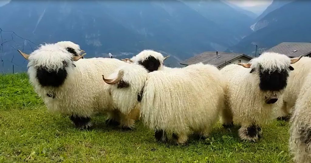 2025 Featured Breed: Valais Blacknose | Maryland Sheep and Wool Festival